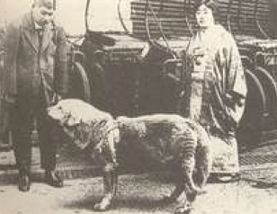 tokyo-statue-chien-achiko-histoire-race-54 - France Japon