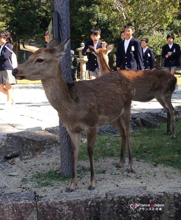 Voyage Japon – Nara : visiter le parc aux daims