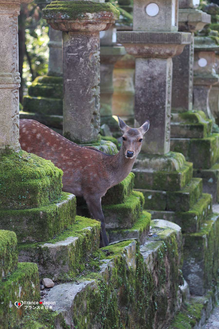 voyage-japon-nara-visiter-parc-aux-daims-6 - France Japon